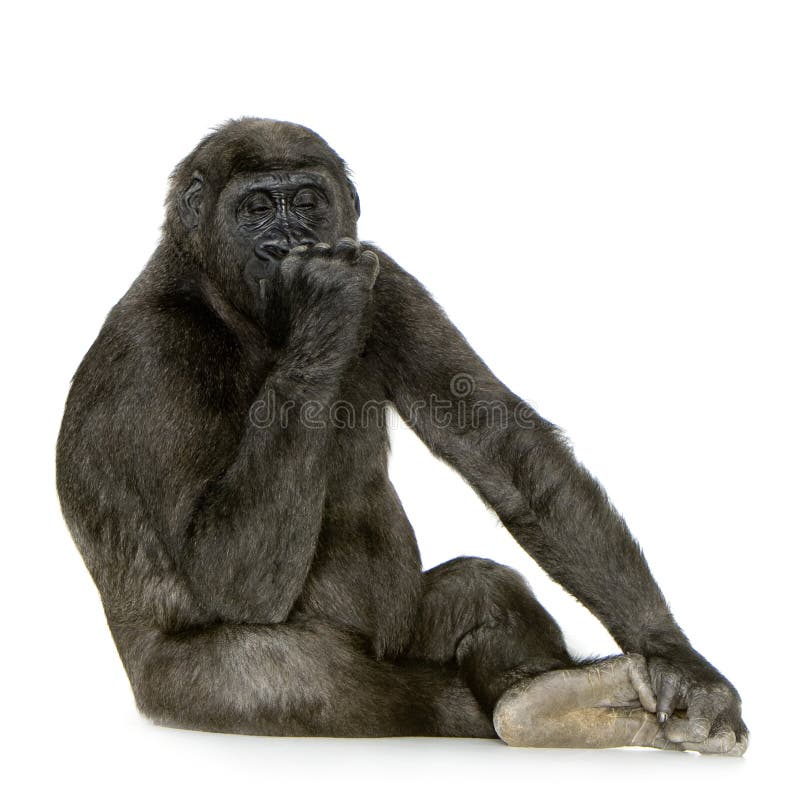 Young Silverback Gorilla stock photo. Image of monkey - 3684042