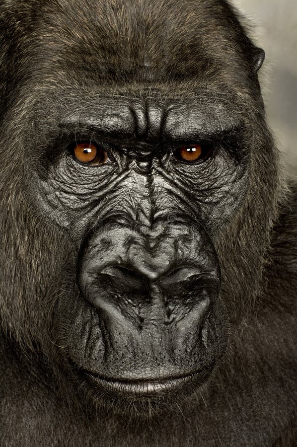 Gorilla scary model of stock image. Image of sculpture - 41505391