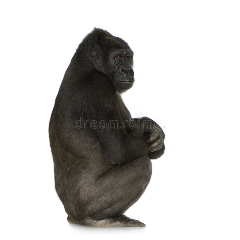 Young Silverback Gorilla stock photo. Image of monkey - 3684042