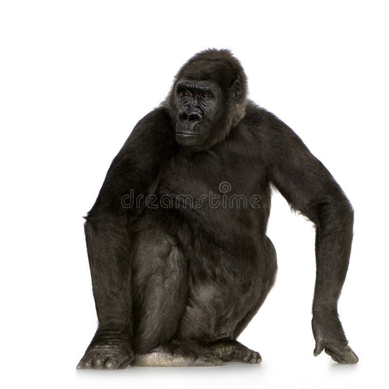Young Silverback Gorilla stock photo. Image of monkey - 3684042