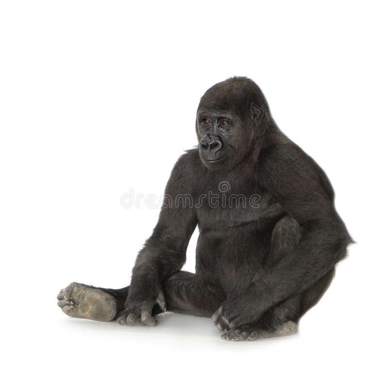 Young Silverback Gorilla stock photo. Image of monkey - 3684042