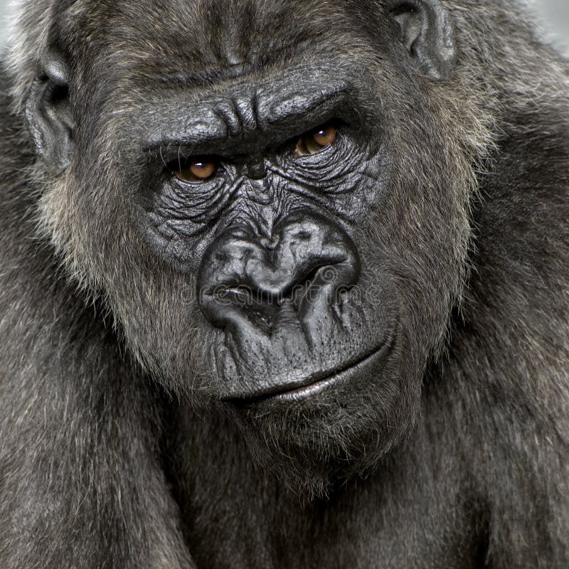 Young Gorilla stock photo. Image of silver, portrait - 11517734