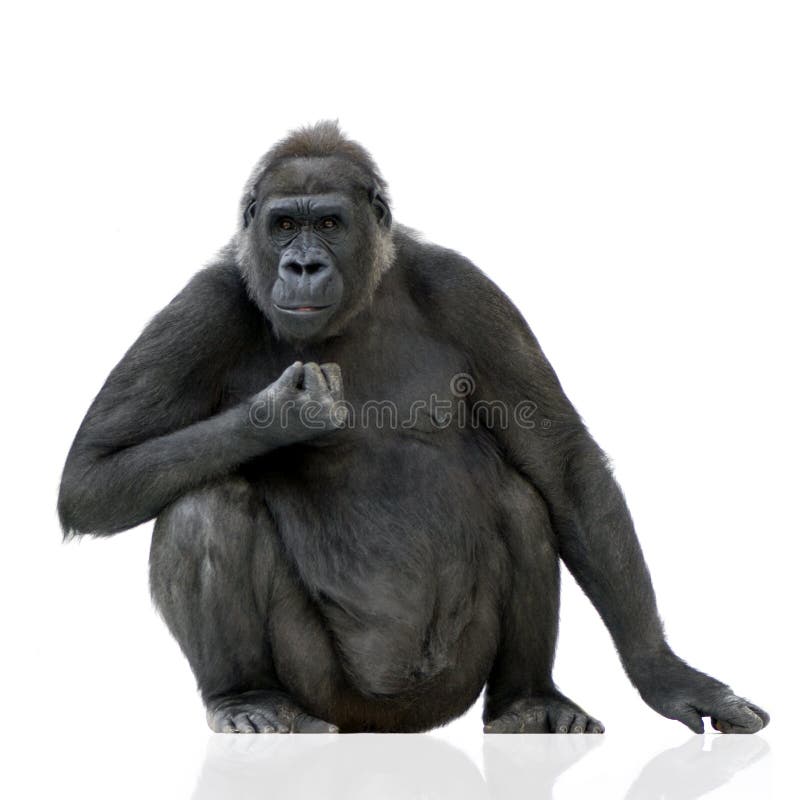 Young Silverback Gorilla stock photo. Image of monkey - 3684042