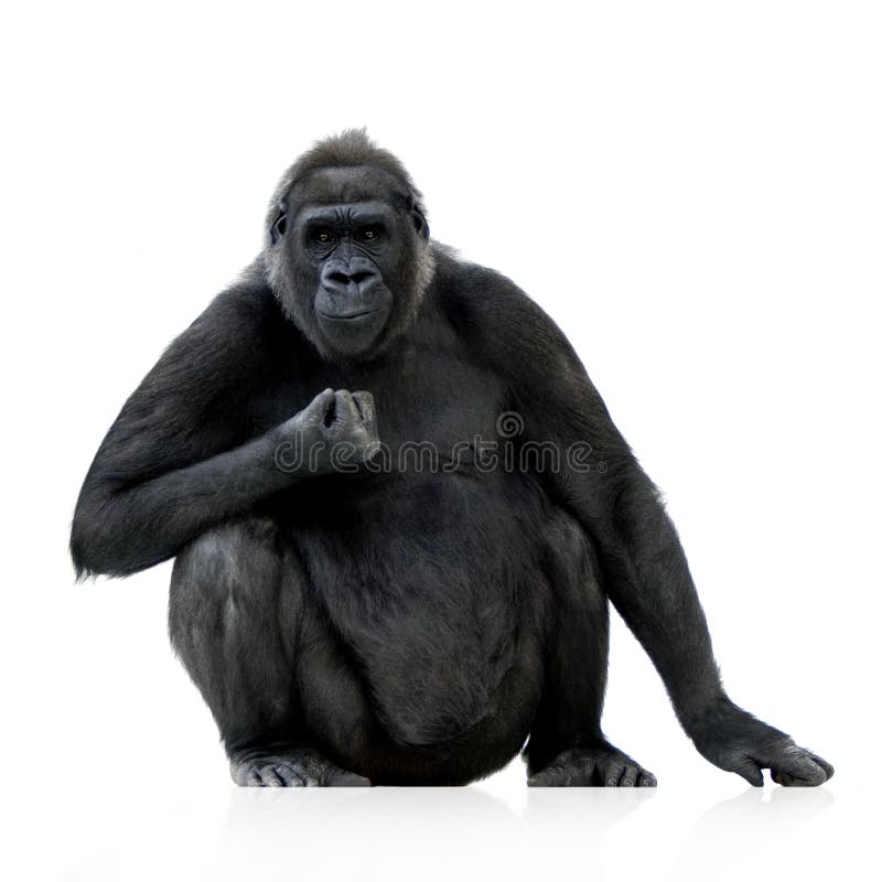 Silverback Gorilla Standing Stock Photo - Image of looking, animals ...