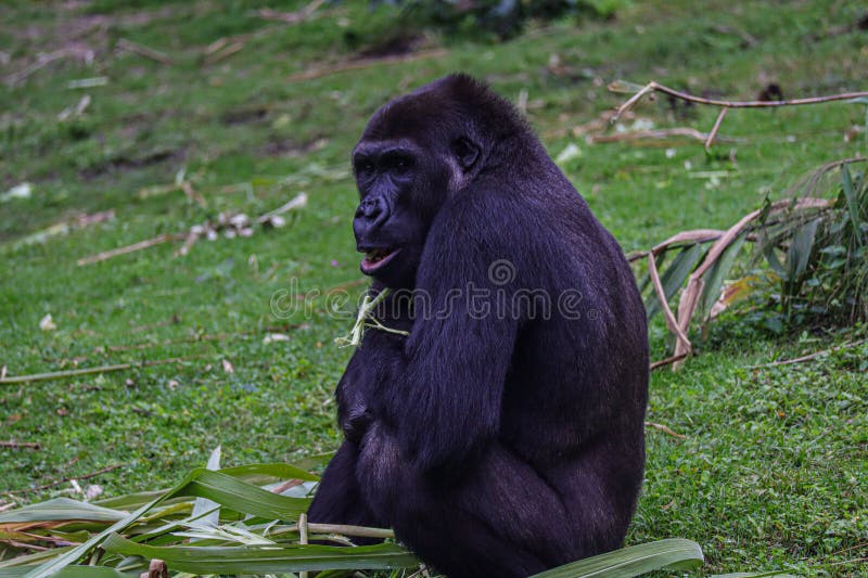 Silverback stock photo. Image of silverback, young, blackback - 303096810