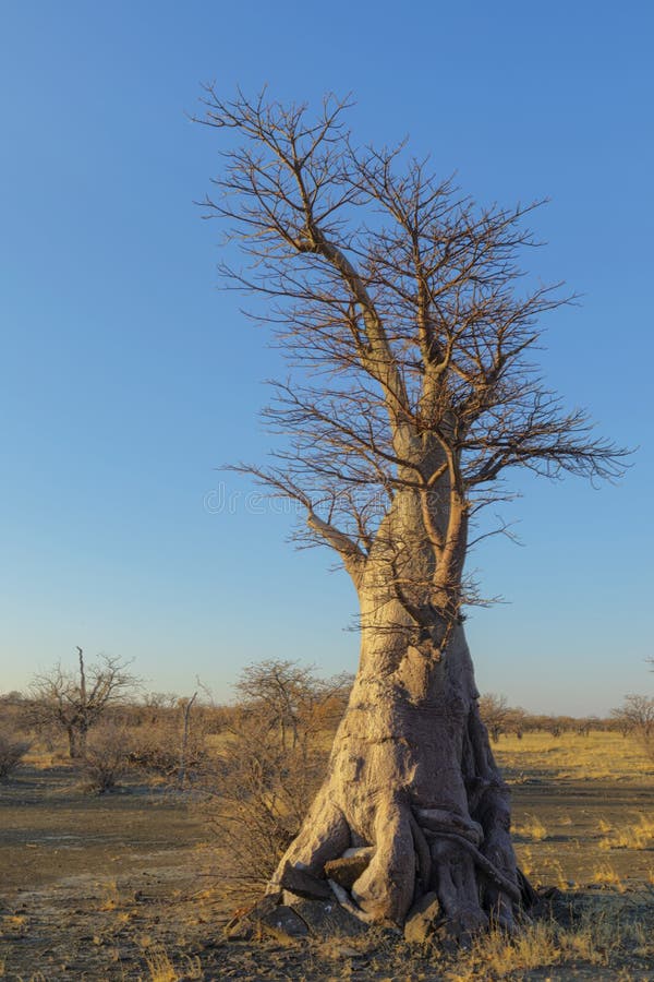 Young Single Baobab Tree on Kukonje Island Stock Photo - Image of ...