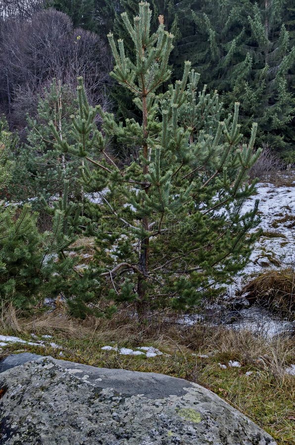 Young Single Pine Tree in the Glade at Vitosha Mountain Stock Image ...