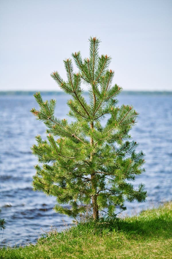 Young Single Pine Tree on the Shore of Wide River. One Evergreen Tree ...