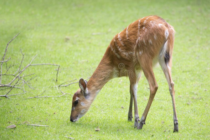 Young Sitatunga in a Clearing Stock Image - Image of wild, clearing ...