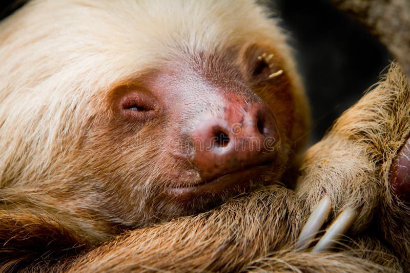 Young Sleeping Sloth, High Detail Stock Image - Image of puerto ...