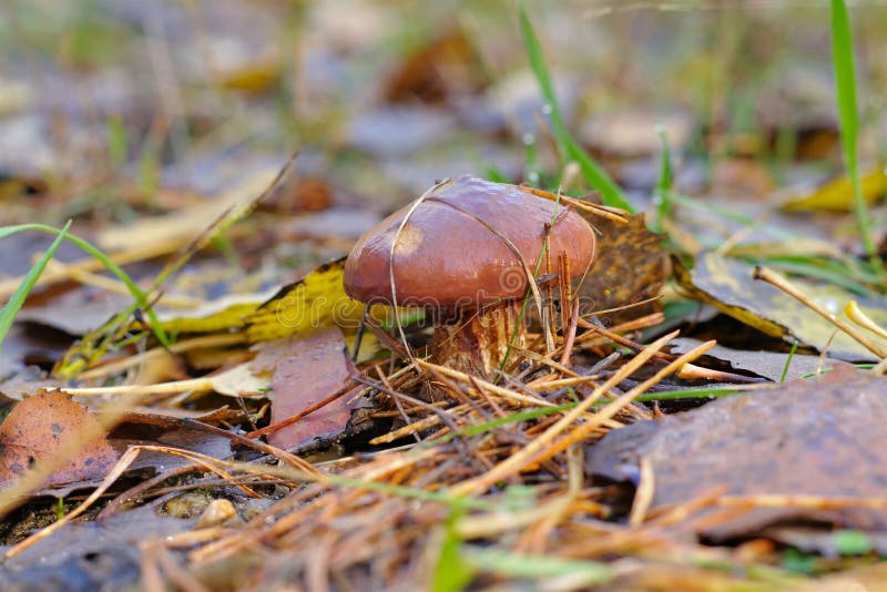 A Young Slippery Jack in Autumn Stock Image - Image of mushrooming ...