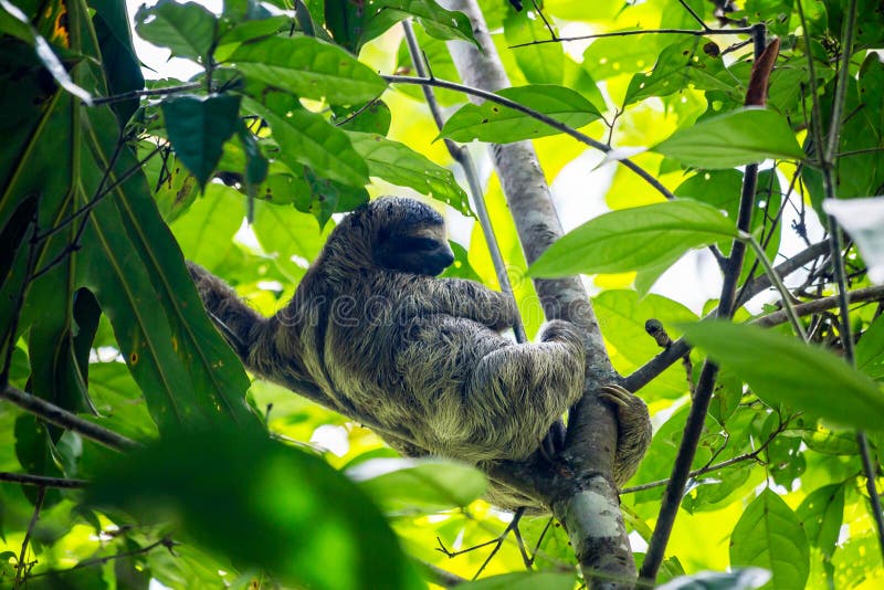 A young sloth stock image. Image of adventure, exotic - 62461969