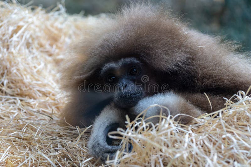 Young Sloth or Monkey at the Zoo Stock Image - Image of vervet, laying ...