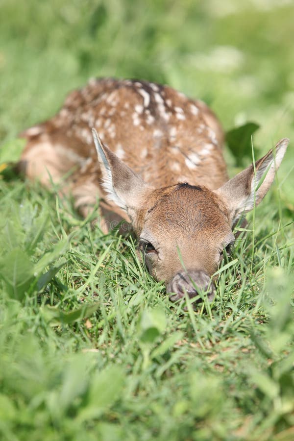 Young Small Buck Hiding in the Grass Stock Photo - Image of animal ...