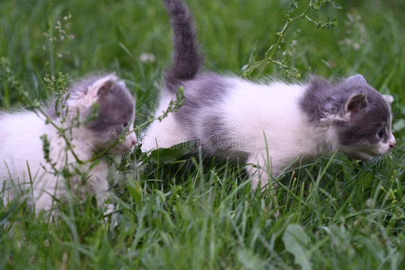 Young cats stock image. Image of small, playing, cats - 116770449