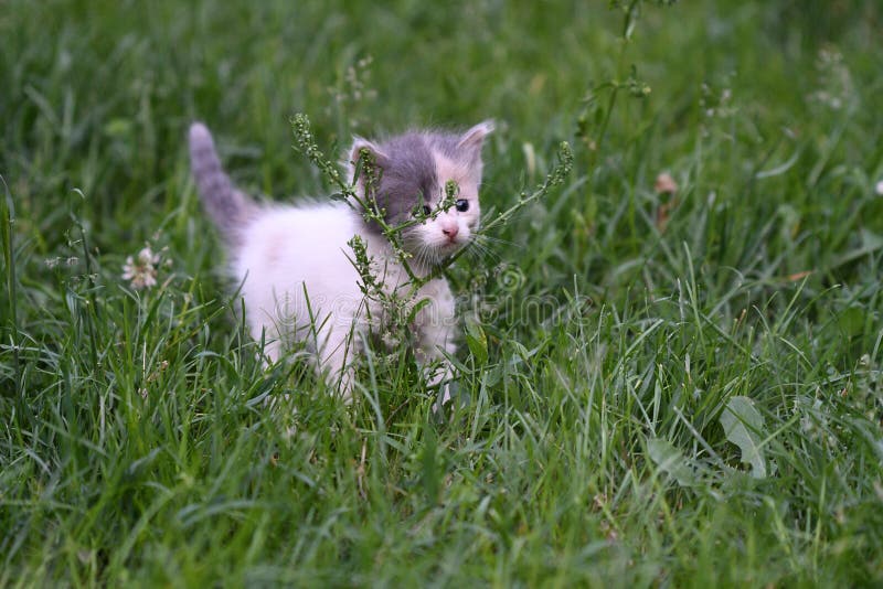 Young cats stock photo. Image of playing, small, young - 116770678