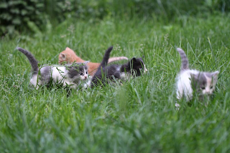Young family cats stock photo. Image of young, family - 116754598