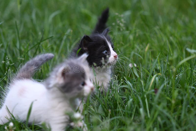 Young family cats stock image. Image of grass, family - 116754773
