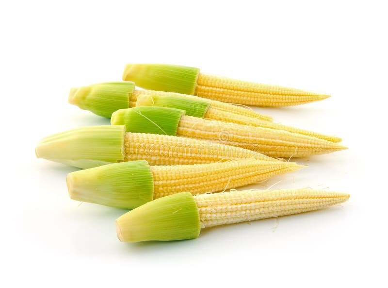 Young small corn stock photo. Image of food, crop, small - 24911420