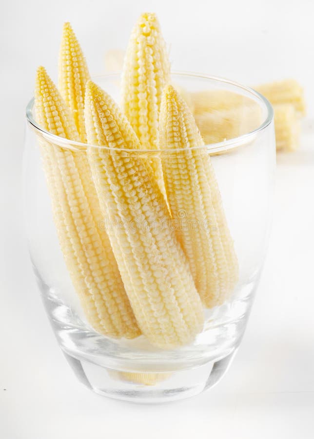 Small Corn Plants Grow in the Fields Under the Sun Stock Image - Image ...