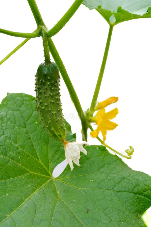Young Small Cucumber on the Stem Stock Photo - Image of close ...