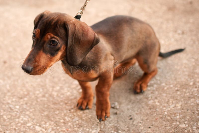 Young Small Dark Brown Dachshund Stock Image - Image of cold, black ...