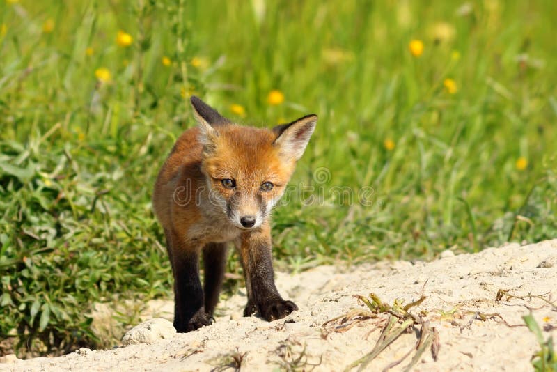 Young Small European Fox Cub Stock Image - Image of environment ...