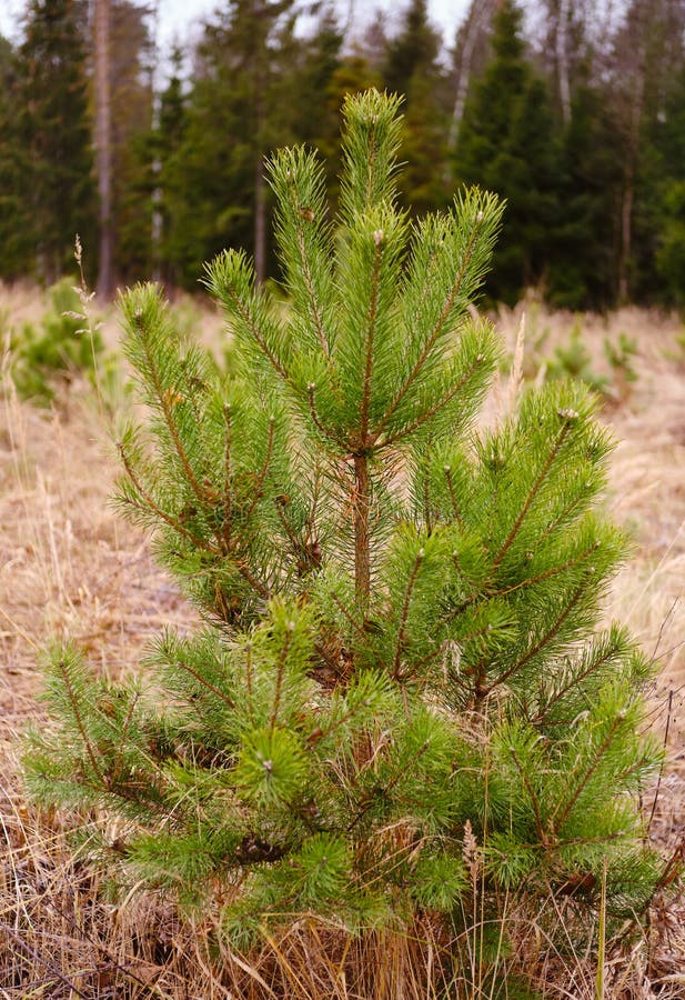 Small fir tree stock photo. Image of clear, forest, background - 202213934