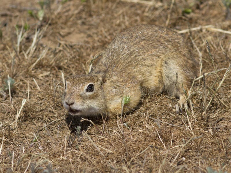 Small, Gopher, Zoo, Wild, Animal, Herbivore Stock Image - Image of ...