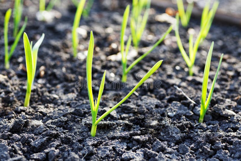 Young small green sprouts stock image. Image of green - 70343225