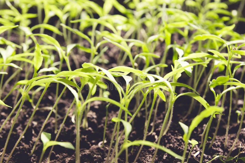 Young Small Green Sprouts Grow from the Ground, Close-up Stock Image ...