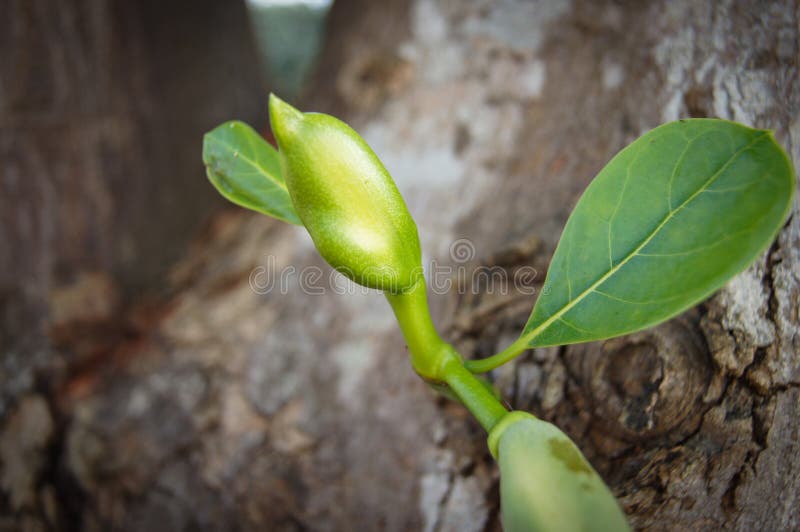 Young small jackfruit stock image. Image of branch, life - 109247547
