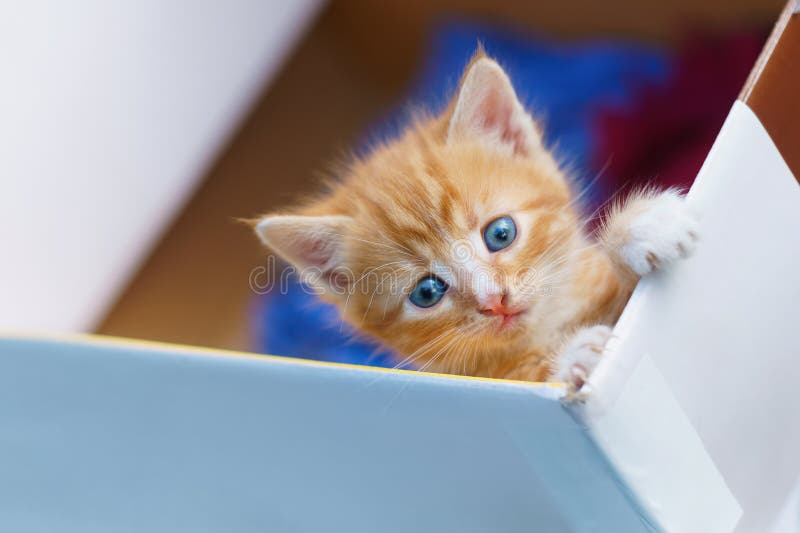 Young Small Kitten Lean Out of the Box and Looking Stock Photo - Image ...