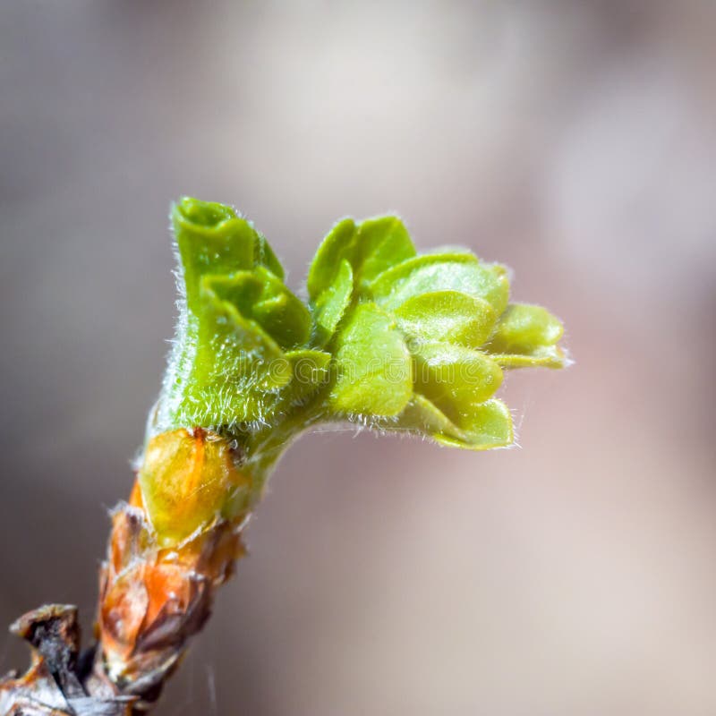 Young leaf bud in spring stock photo. Image of plant - 125583164