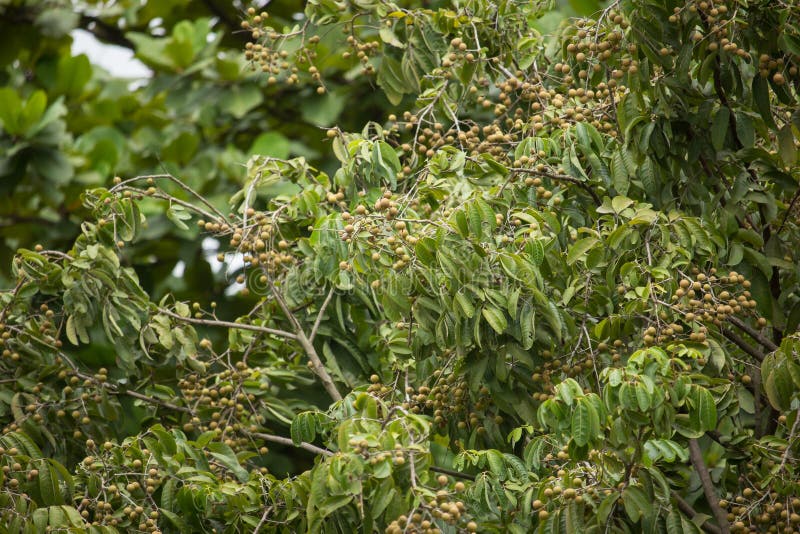 455 Young Longan Tree Stock Photos - Free & Royalty-Free Stock Photos ...