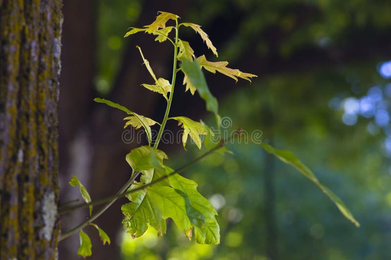 Young Small Plant Born from a Tree Trunk - New Life Concept Stock Image ...