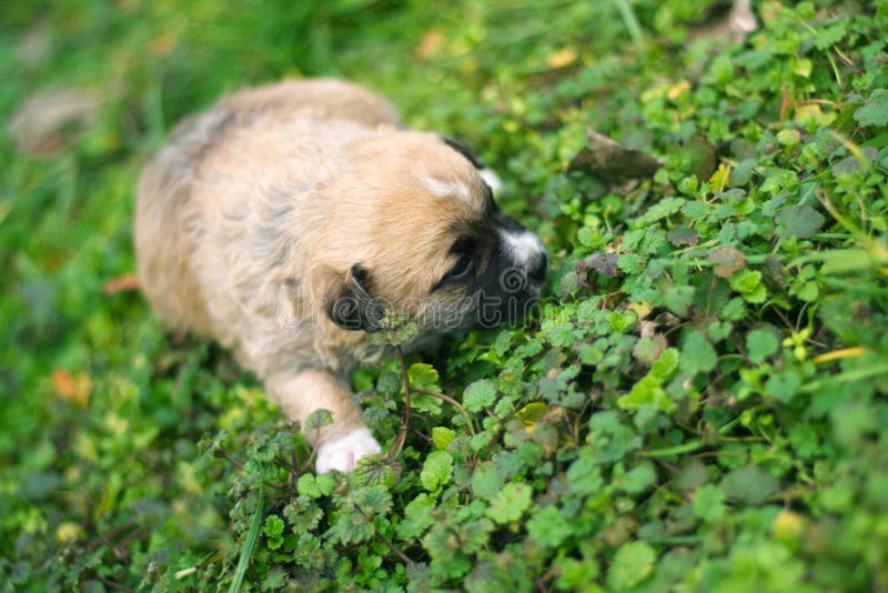 Young small puppy stock photo. Image of happy, grass - 30520948