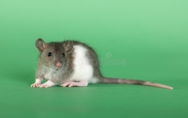 Young small rat stock photo. Image of white, cute, pets - 25185310