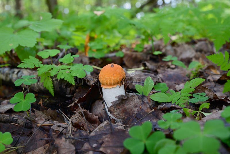 A Young Small Red Boletus with an Orange Round Cap Stock Photo - Image ...