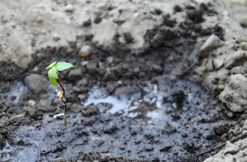 A Young Small Tree in the Ground. Watering a Small Tree Stock Image ...