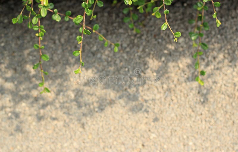 Young small trees stock image. Image of leaf, tree, nature - 94974941