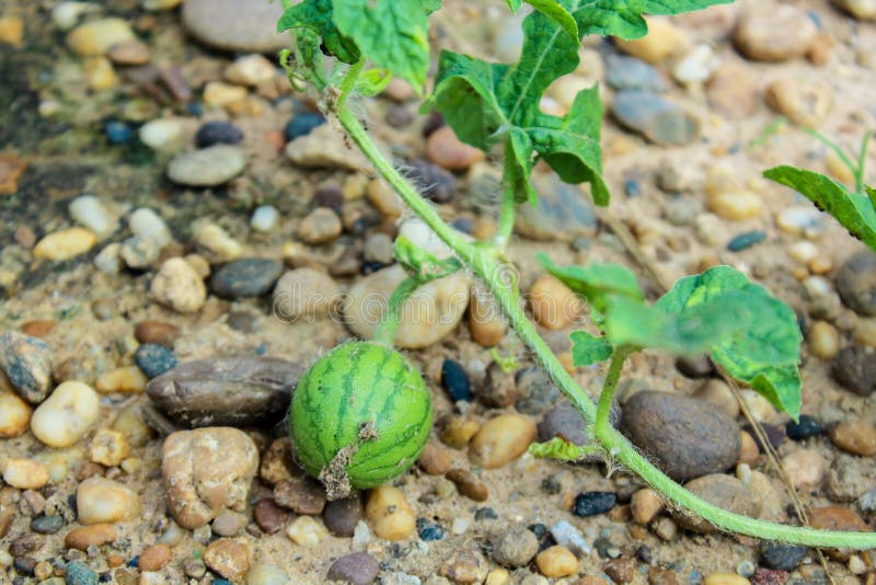 Young small watermelon stock photo. Image of growth, farmland - 78623022