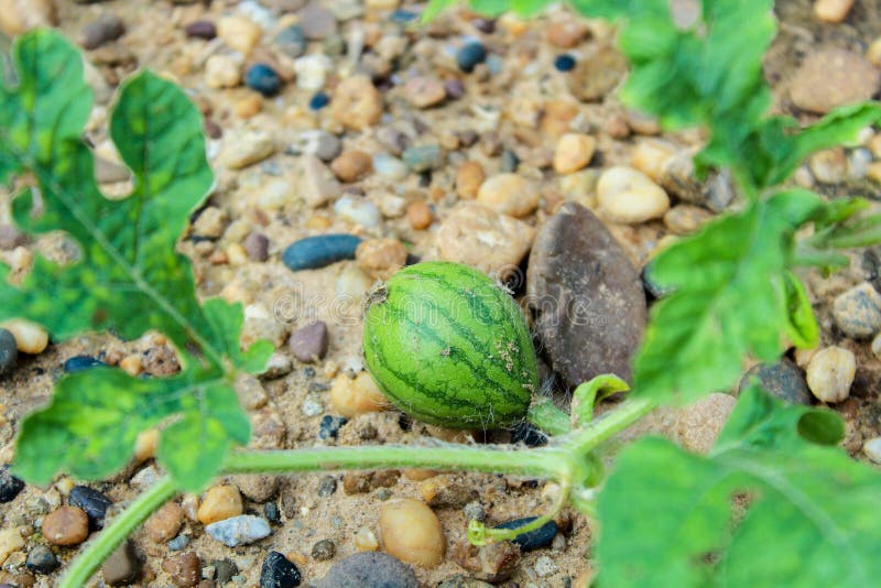 Young small watermelon stock image. Image of bloom, growth - 78649741