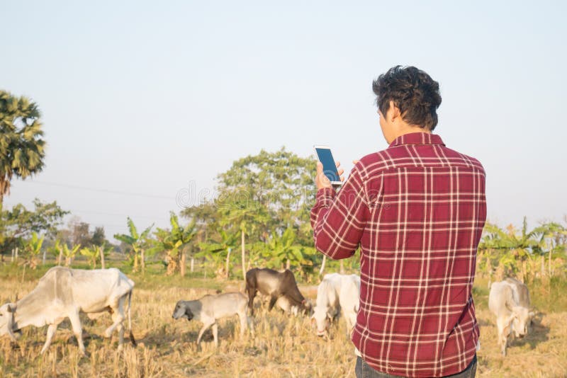 Thai Farmer Using Smartphone in a Farm Stock Image - Image of mobile ...