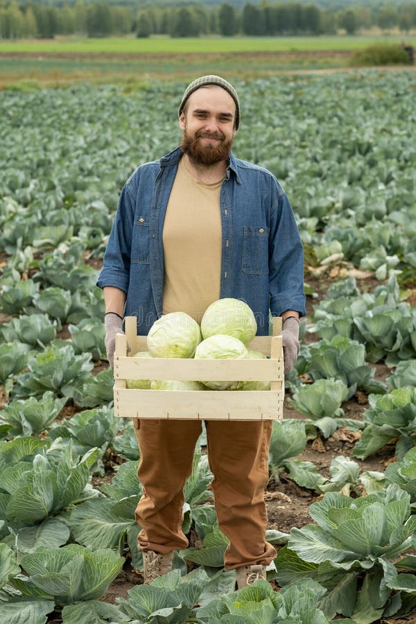 Young Smiling Man in Workwear Holding Box with Cabbage Harvest Stock ...