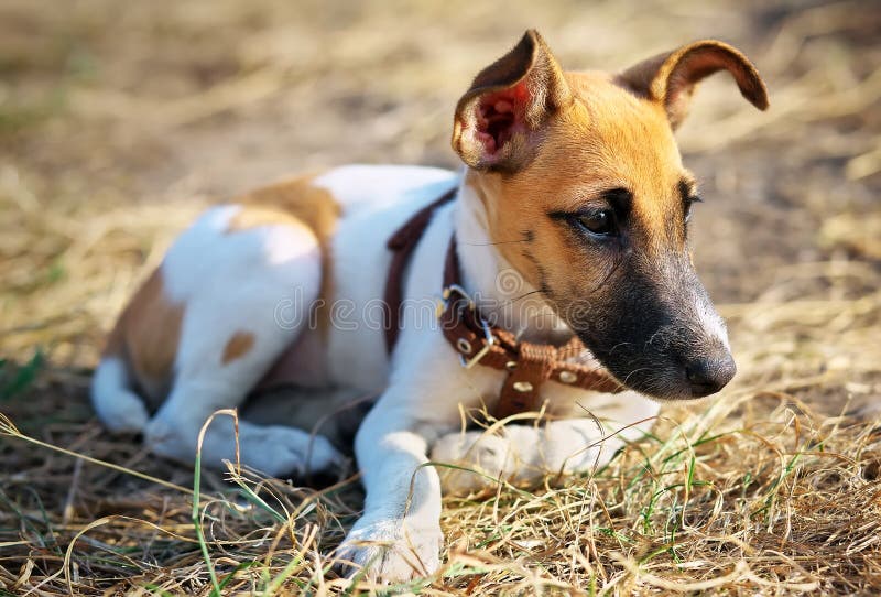 Young smooth fox terrier stock image. Image of muzzle - 59430303