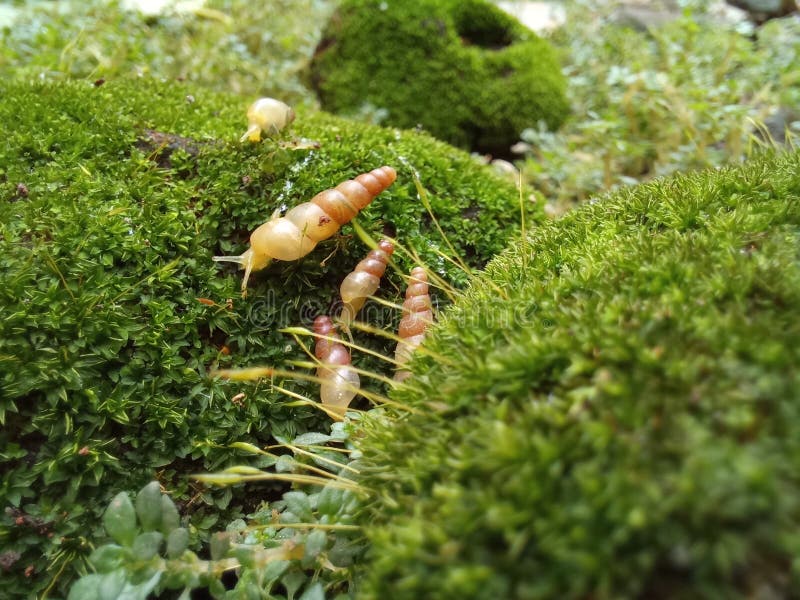 Small bushes stock photo. Image of summer, ground, garden - 10683490