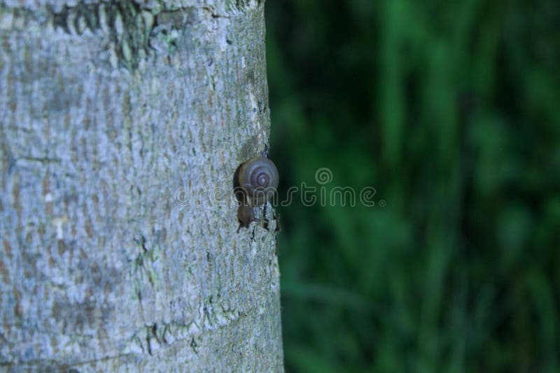 Snail go down stock image. Image of leaf, crawling, slow - 80520429