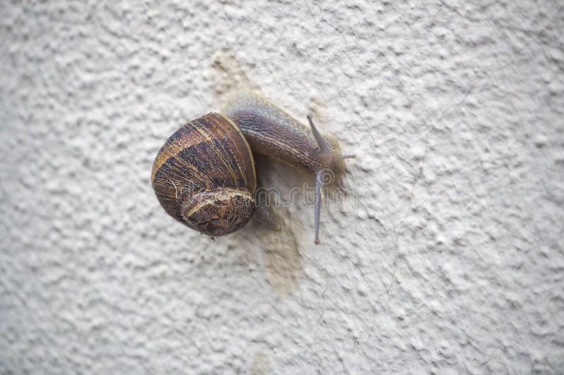 Young Snail with House Crawls on House Wall Stock Photo - Image of ...