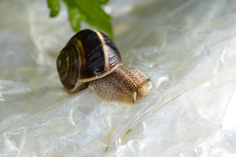 Young Snail on a Plastic Bag Background Stock Image - Image of natural ...